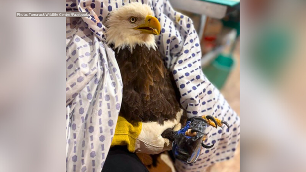Bald eagle rescued in Slippery Rock after getting tangled in fence