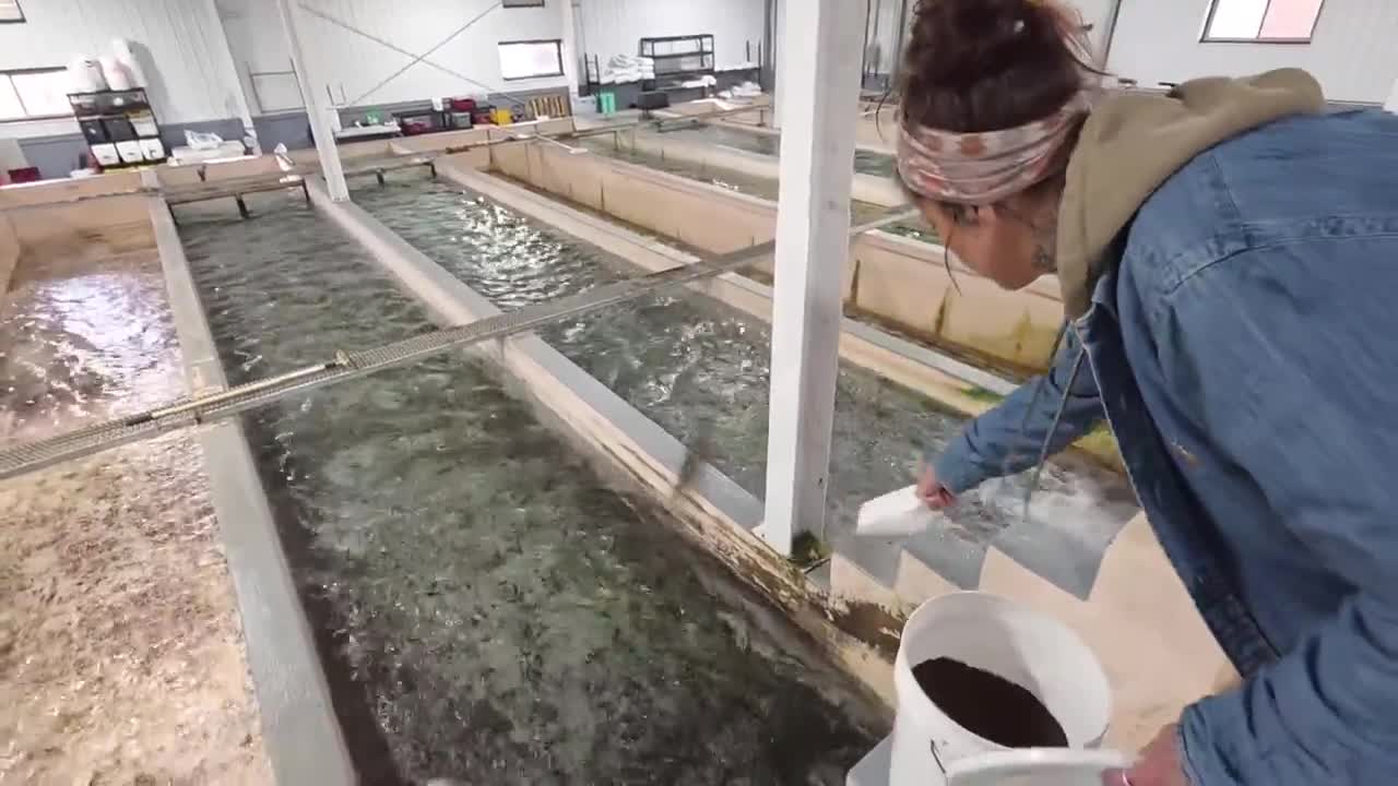 Inside Idaho's unique fish farming school in Snake River Canyon