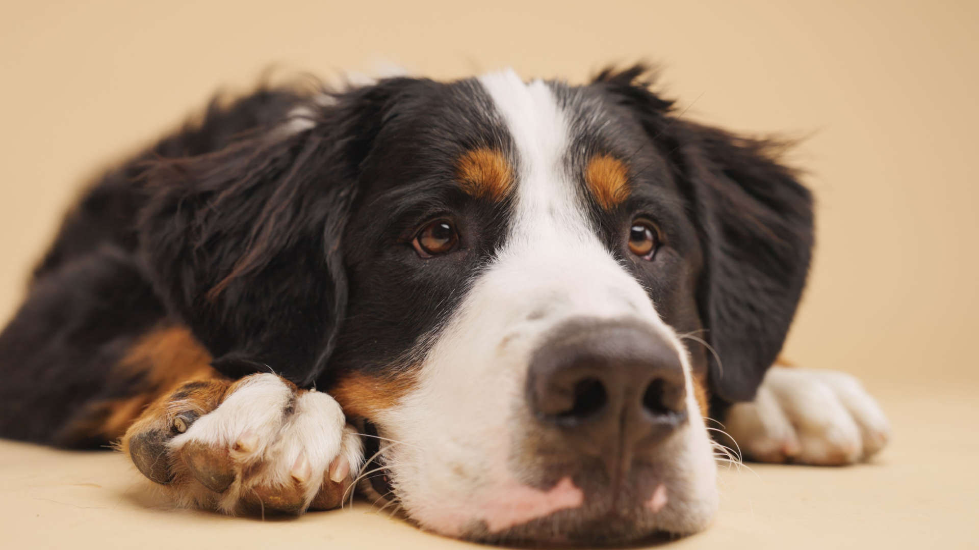 Top 13 dog breeds that bring serenity to your space