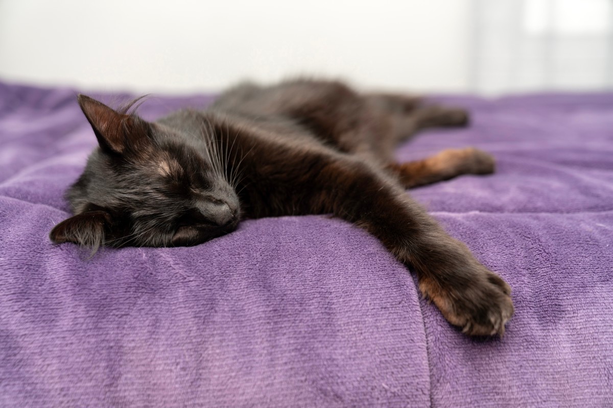 This cat won’t nap until the setup is perfect