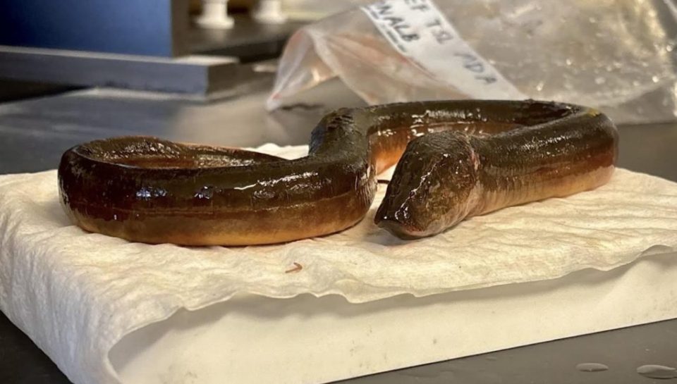 Eating Florida alive: Asian swamp eel's quiet invasion puts vital ...