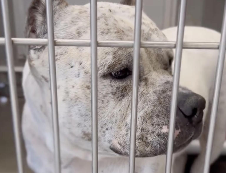 Sweet pup tied to stop sign spends hours waiting for family that ...