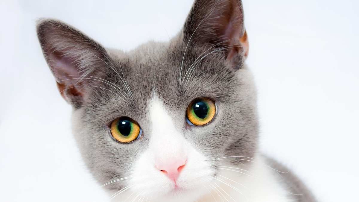8 subtle signs that your cat may be near death