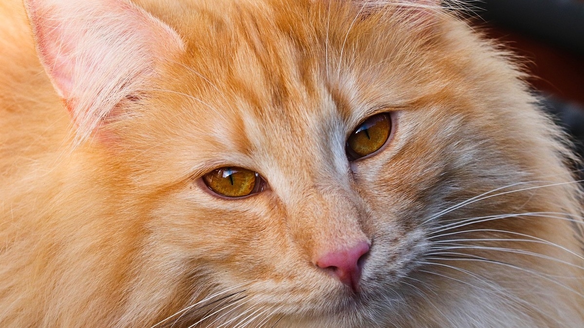 Test your love for cats with these 10 clues that few manage to solve