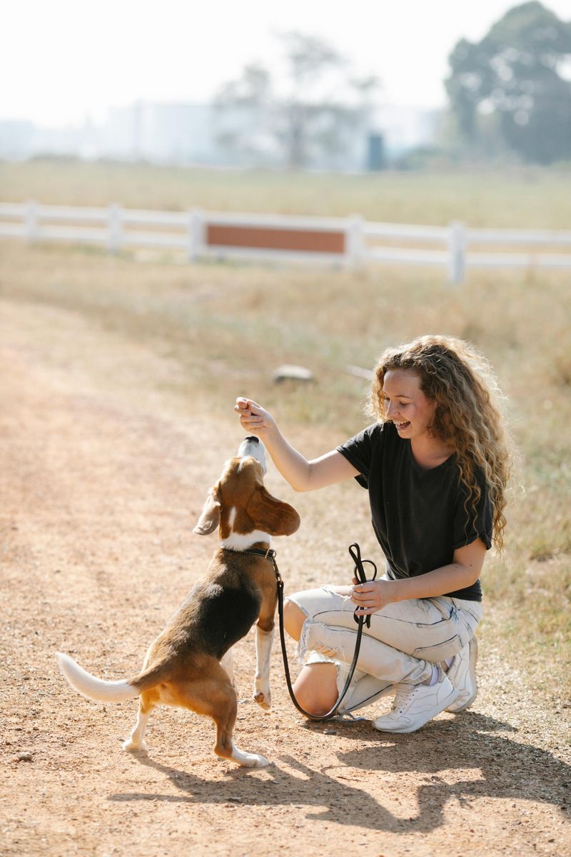 10 simple methods to teach your dog tricks that are actually fun for ...