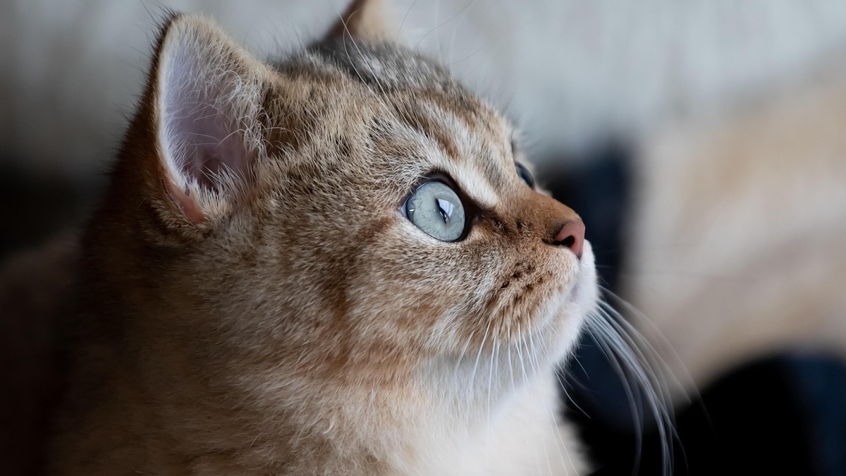 When a cat knows it is going to die, it leaves these signs for its owners