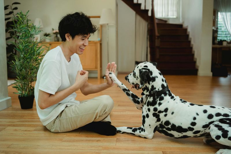 10 simple methods to teach your dog tricks that are actually fun for ...