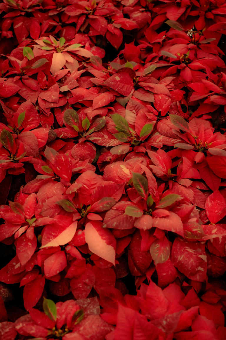 ¡Reproduce tu Nochebuena como una experta con una sola ramita! Sigue ...