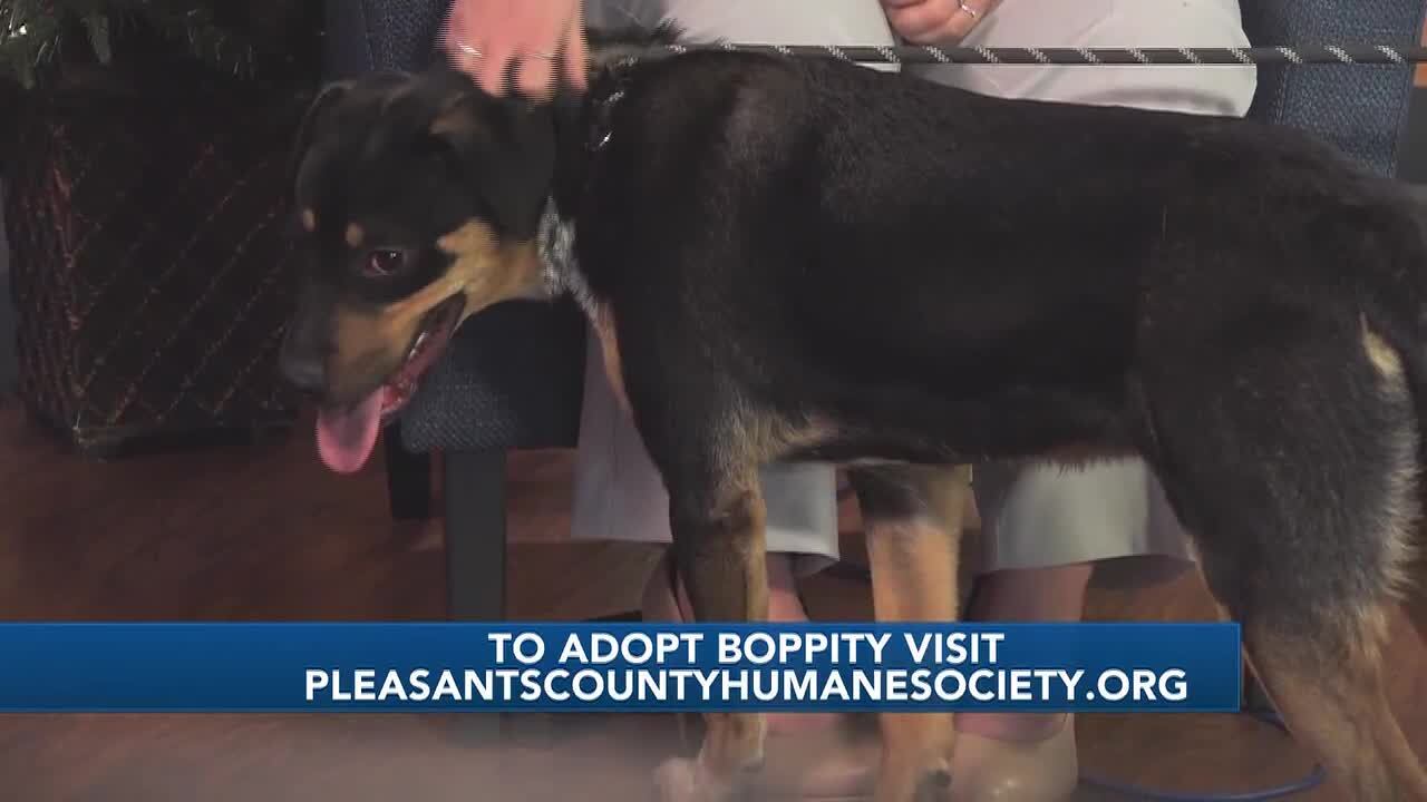 Meet Boppity: WTAP’s pet of the week