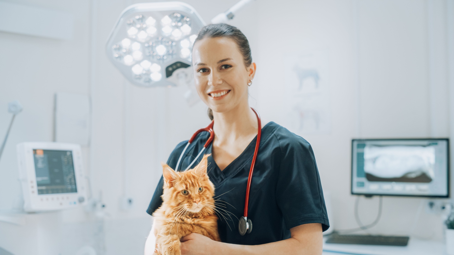 6 things you should know before spaying a cat