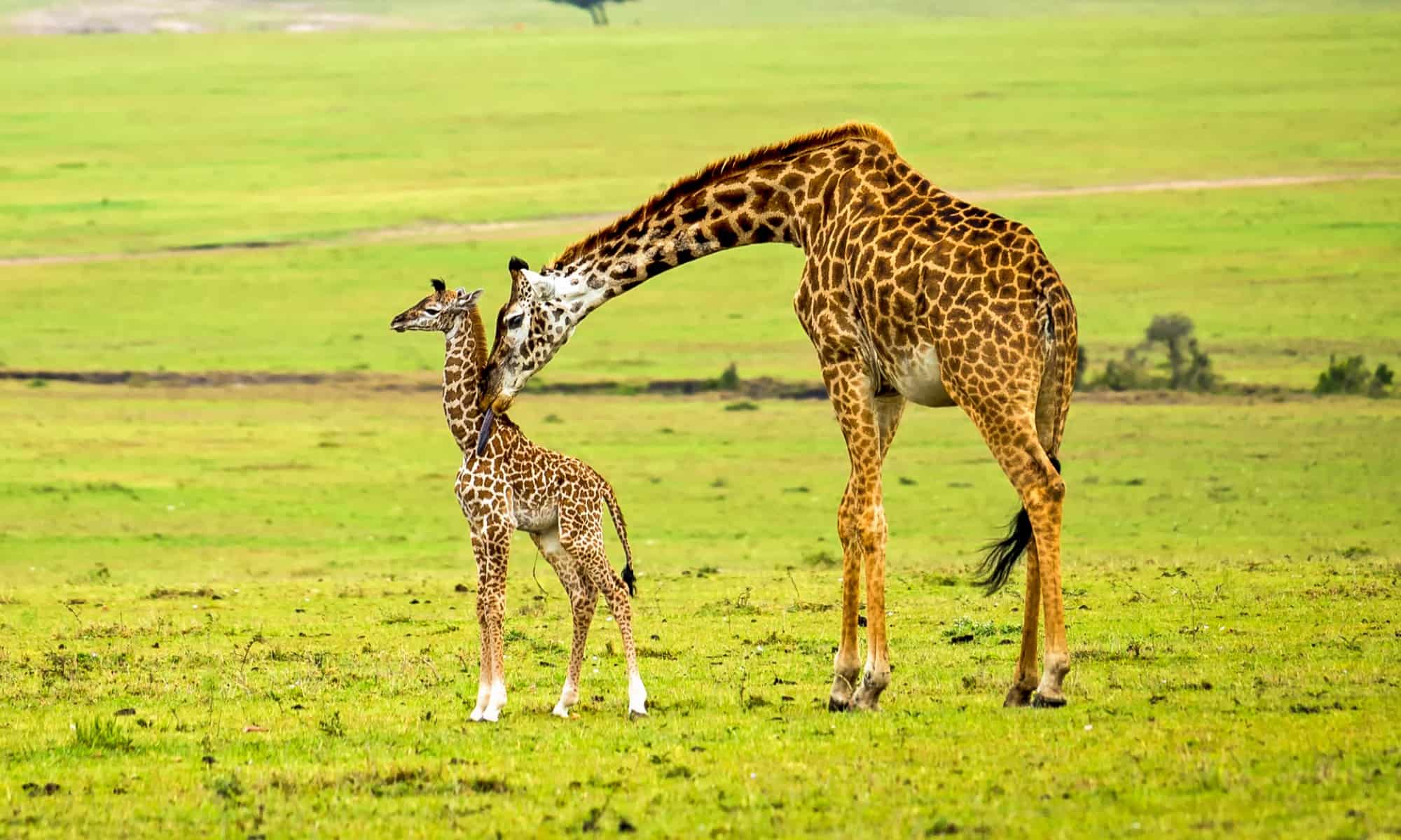 20 of the fastest births in the animal world