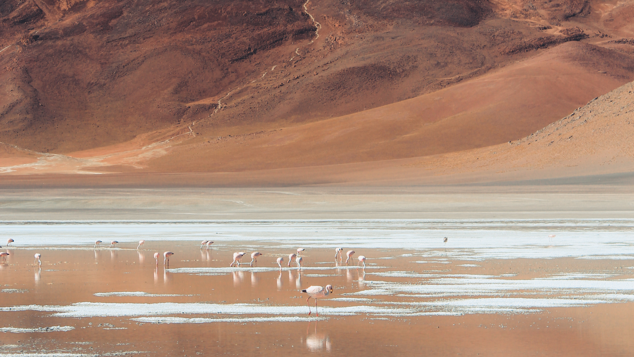 Peru’s desert miracle: How one of the driest regions became an ...