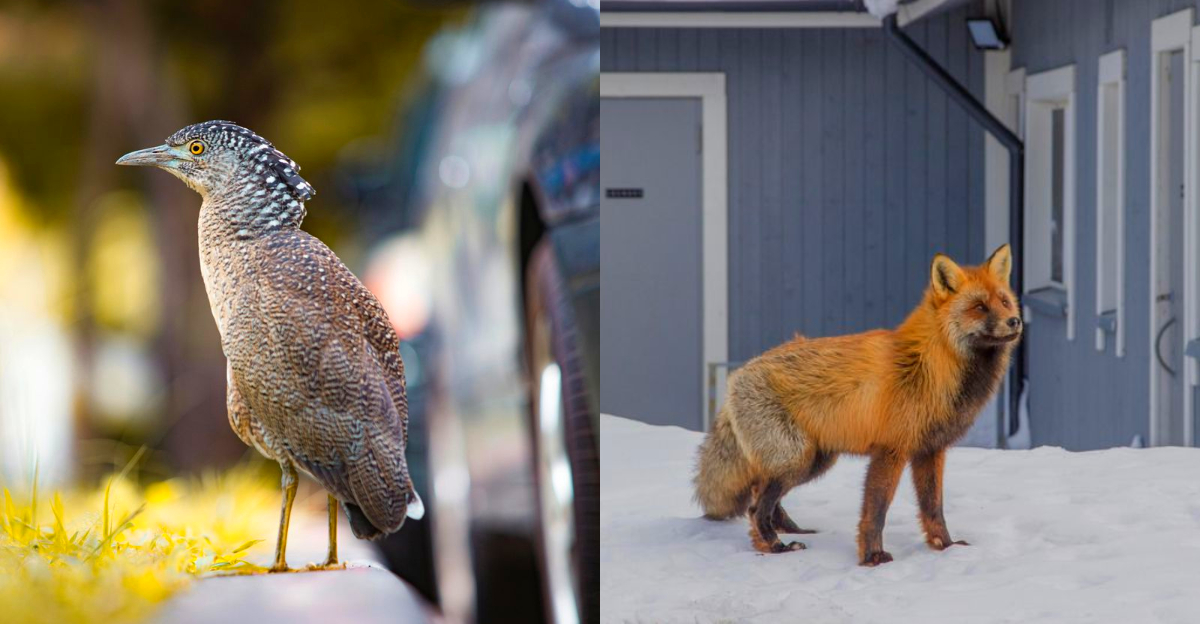 19 animals that readily adapt to changes in their environment