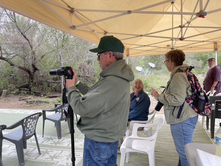 Rare brown jay bird spotted at South Texas wildlife preserve — only 1 ...