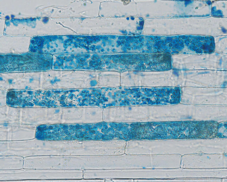 Rice enzyme OsPLC4 triggers Ca²⁺ and ROS bursts to drive ferroptotic ...