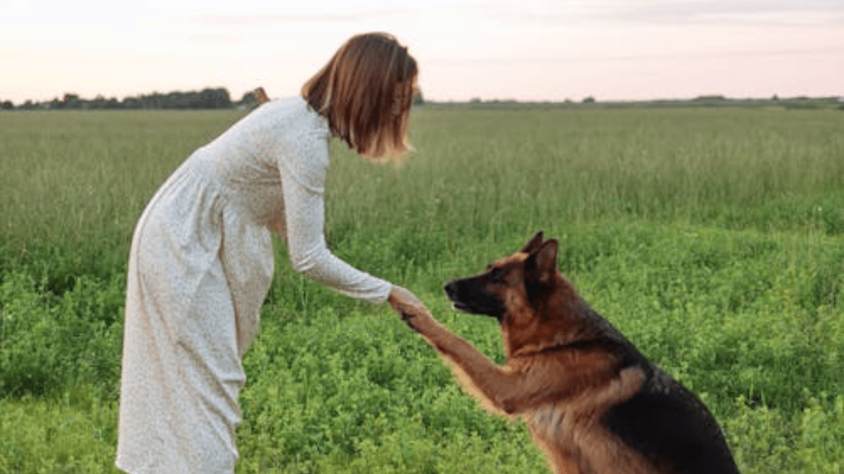 13 bossy dog breeds that will give you all the love in the world ...