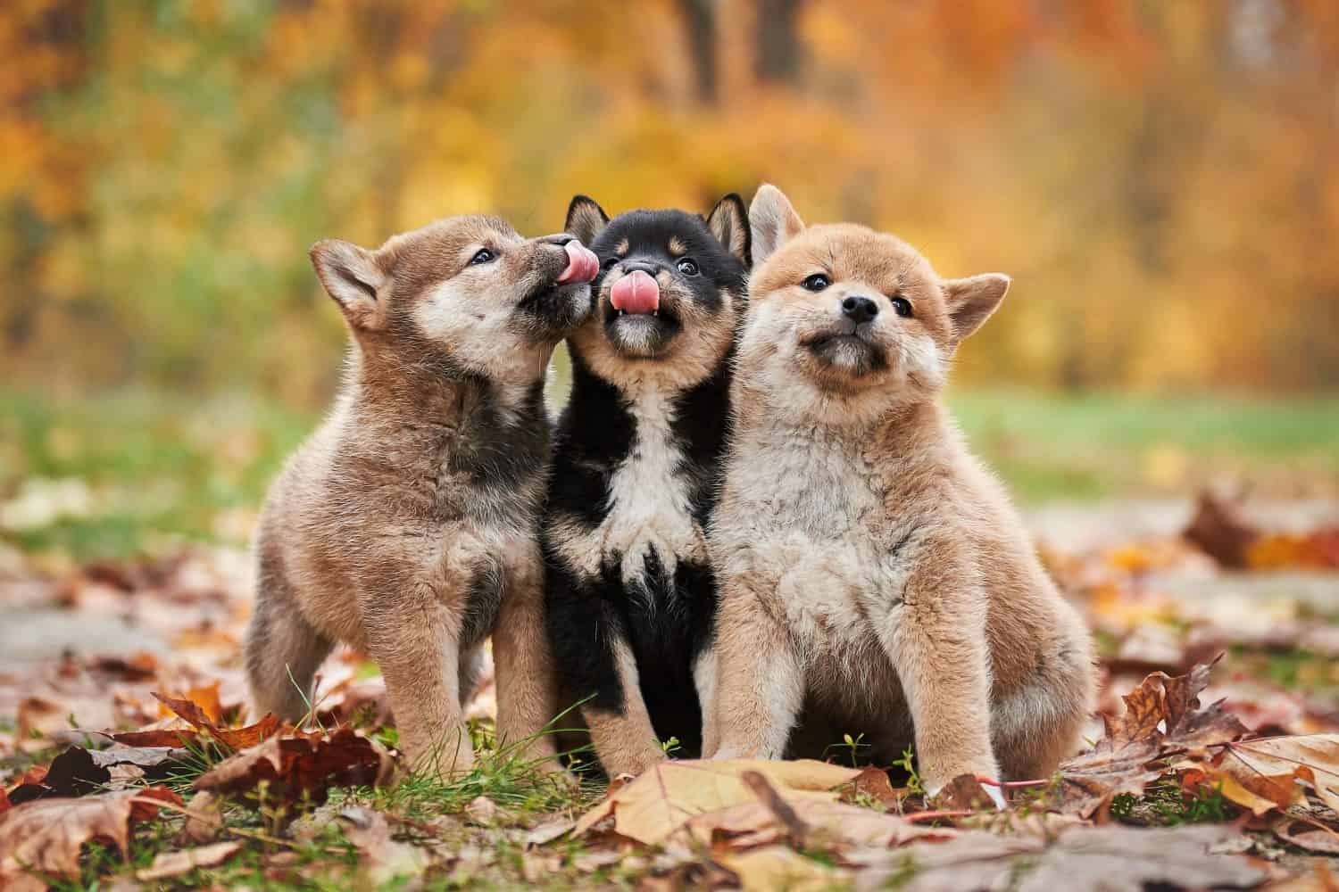 5 hard to train dog breeds that'll test your patience