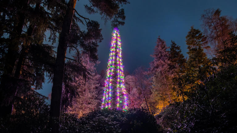 Trust's 147ft tree sets Christmas world record