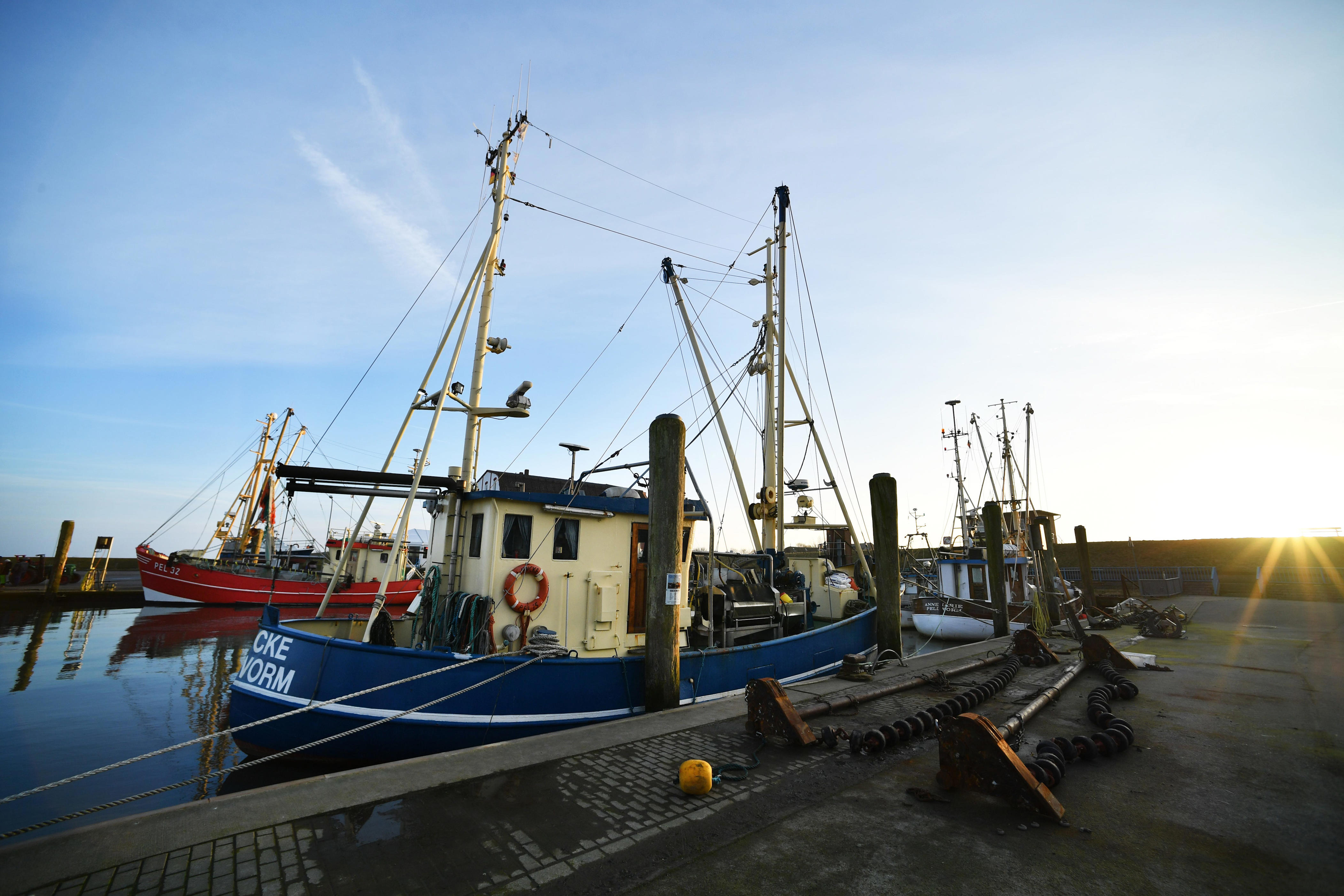 Softshell shrimp are a rare (but growing) delicacy in NOLA