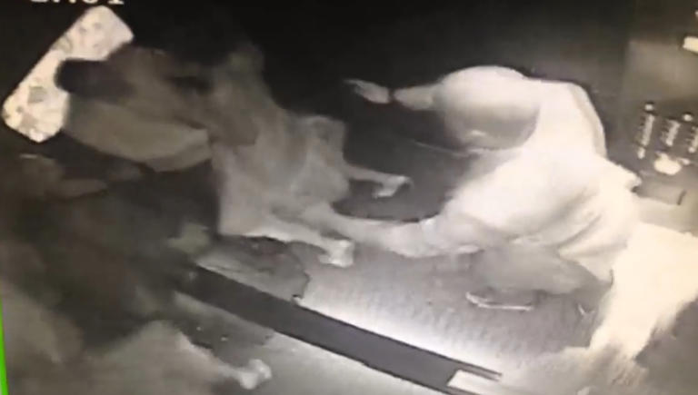 The truth behind Jay-Z and Solange Knowles’ infamous elevator fight