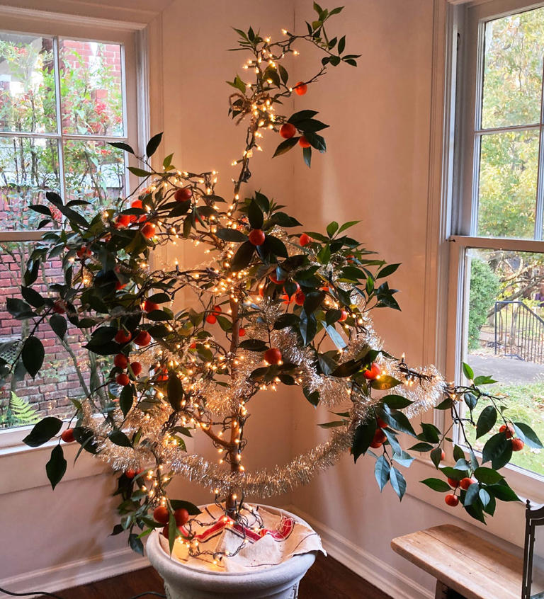 Citrus trees make great gifts—if your recipient is up for the challenge