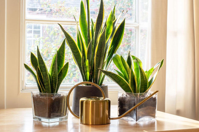 9 reasons your snake plant's leaves are turning yellow—and what to do ...