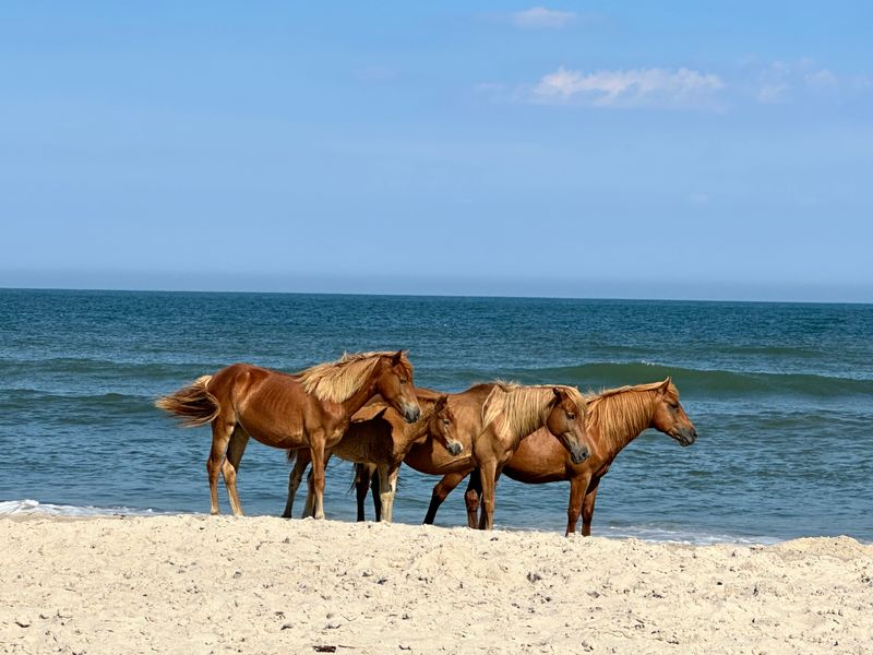 Where to see wild horses in America: 15 stunning places where they ...