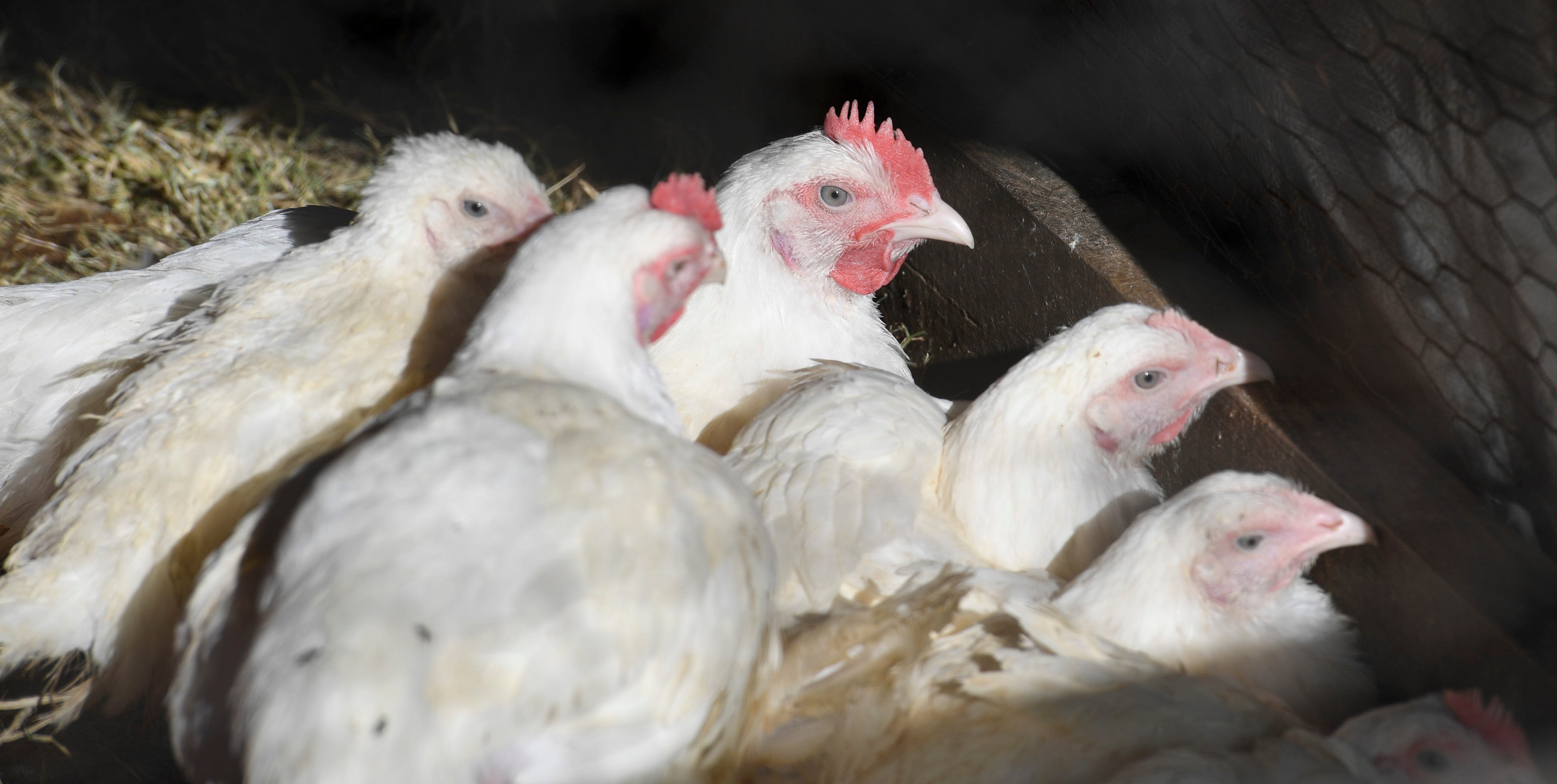 Chickens 'rescued' as activist faces $100K payback