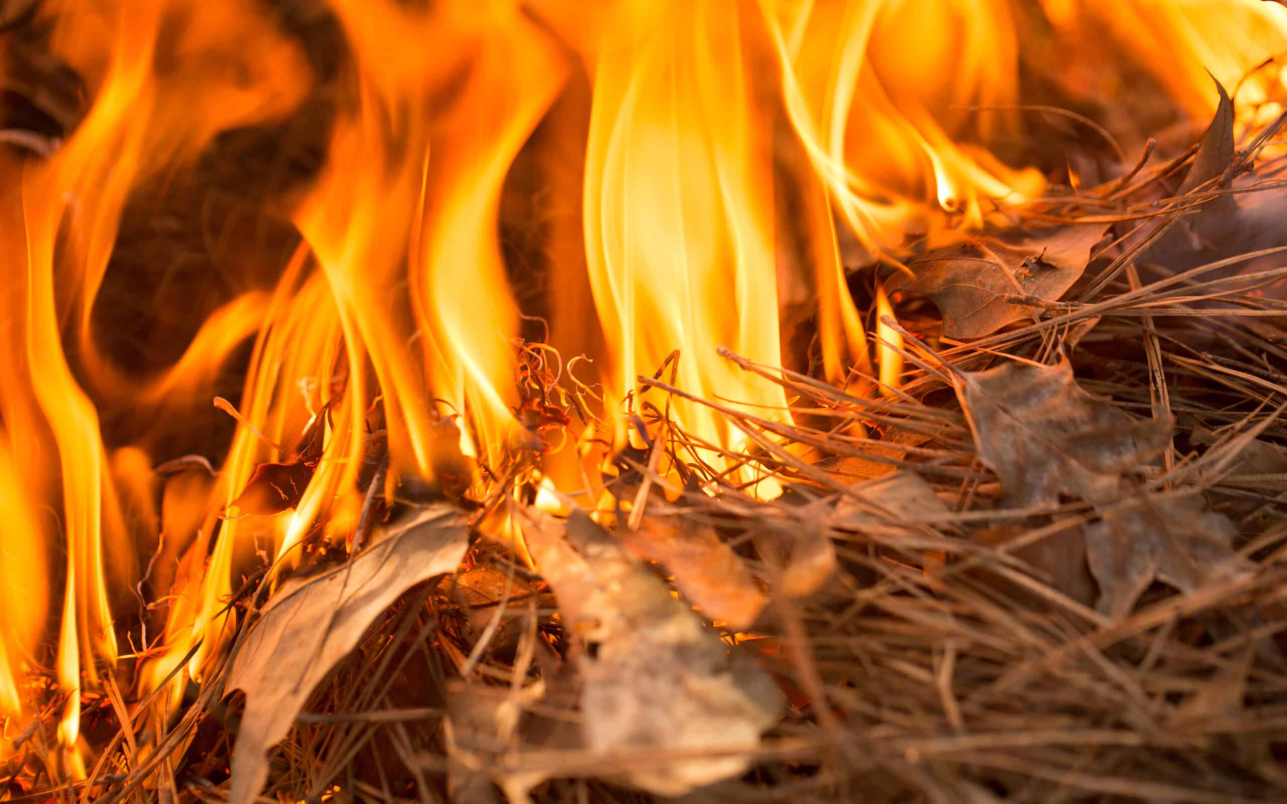 11 animals that don't fear fire