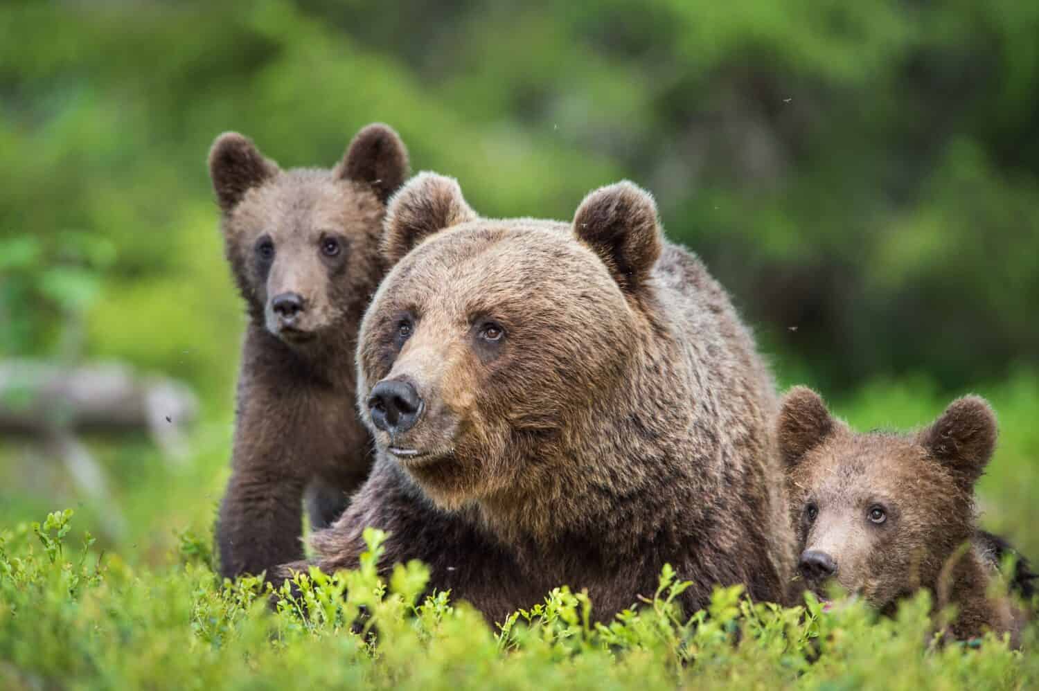 11 animals that don't fear fire