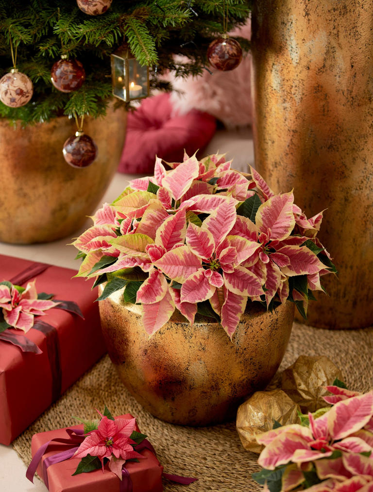 ¡Reproduce tu Nochebuena como una experta con una sola ramita! Sigue ...