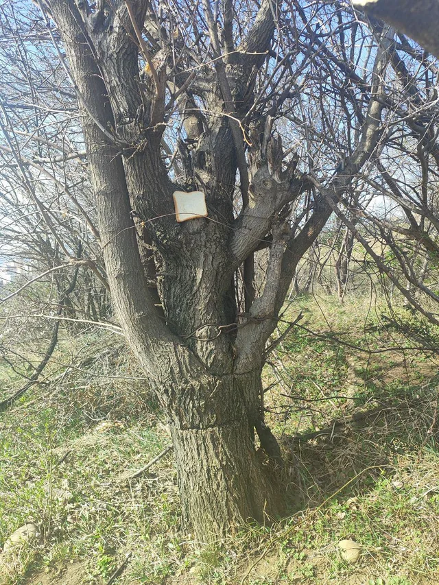 22 inexplicable photos of bread stapled to trees