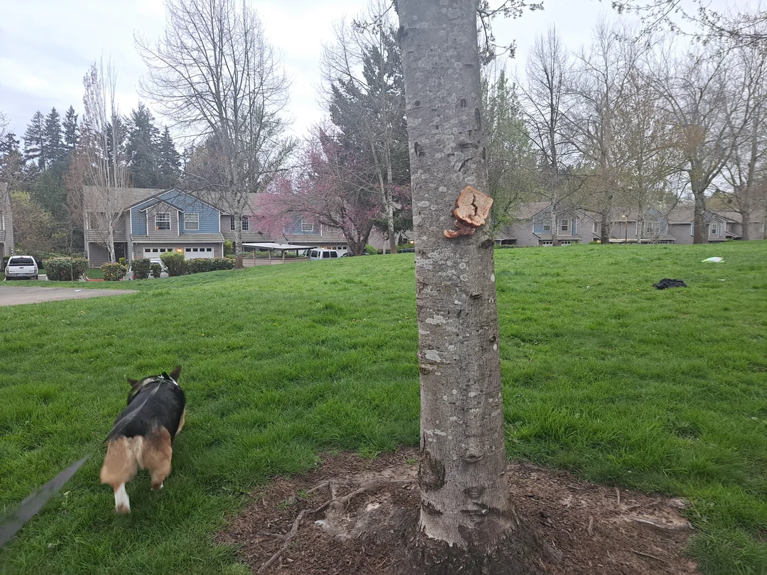 22 inexplicable photos of bread stapled to trees