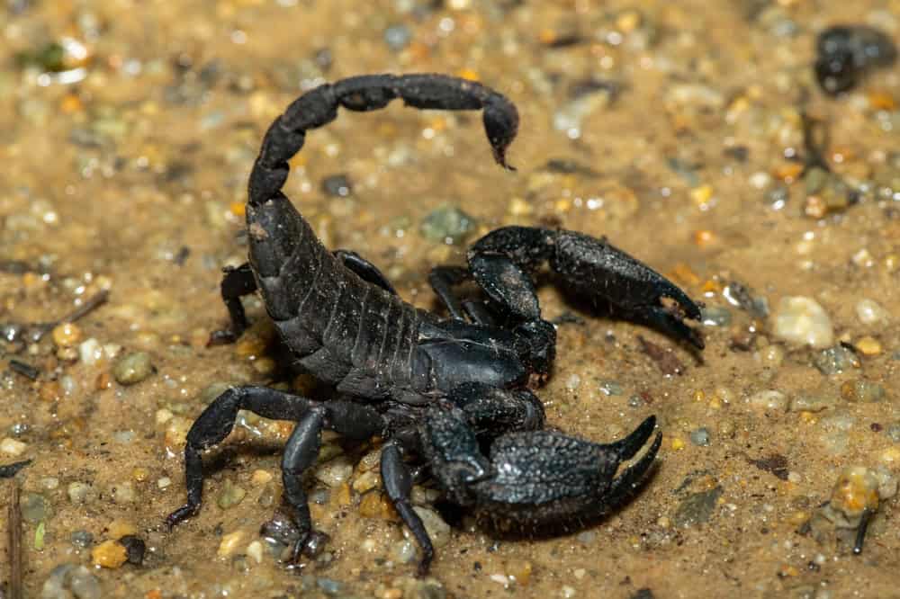29 US states that are home to scorpions