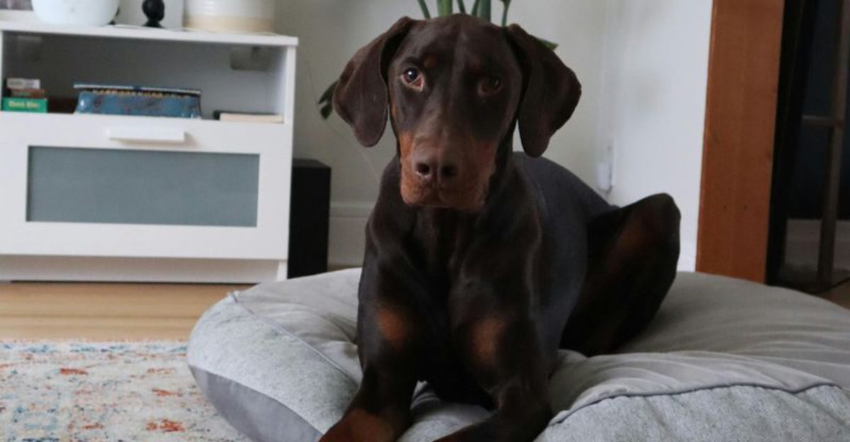 15 dog breeds that stay devoted to you no matter what