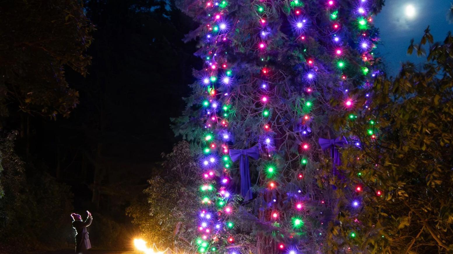 Trust's 147ft tree sets Christmas world record