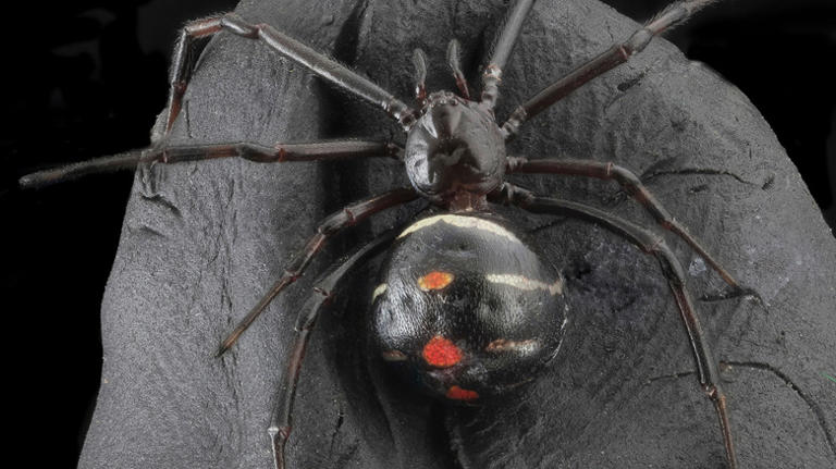 Types of black widow spiders and how to identify them