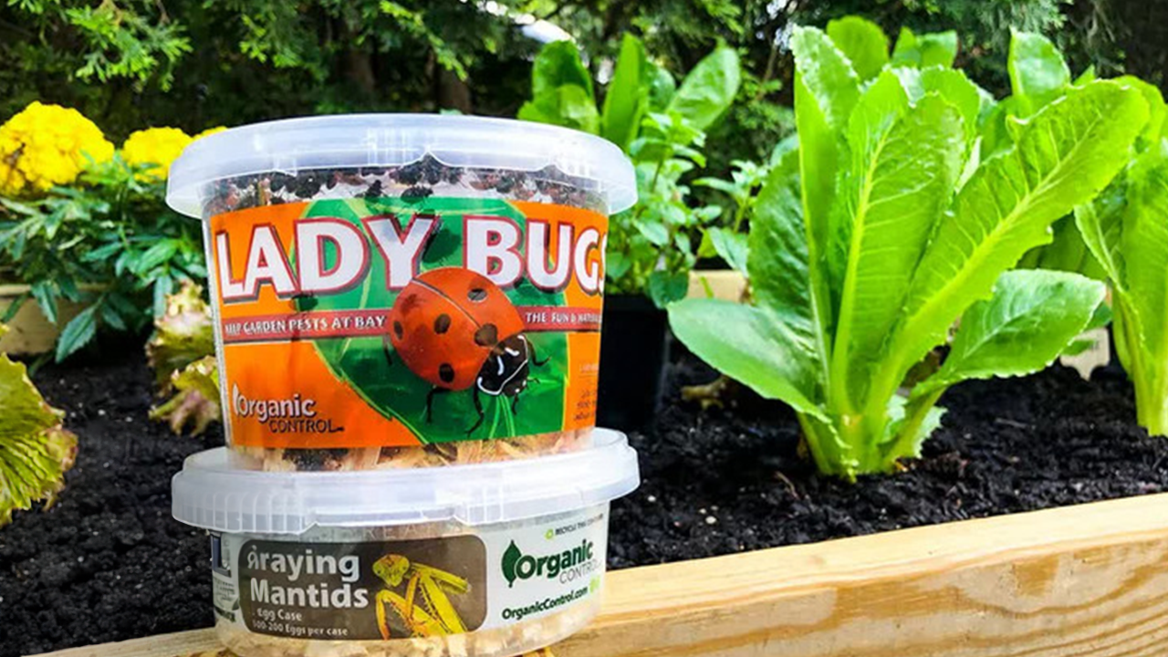 Using ladybugs for organic pest control