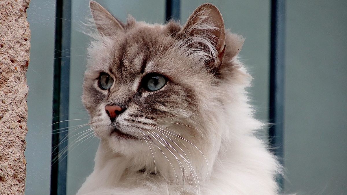 What your cat does to say goodbye when it knows it's going to die ...