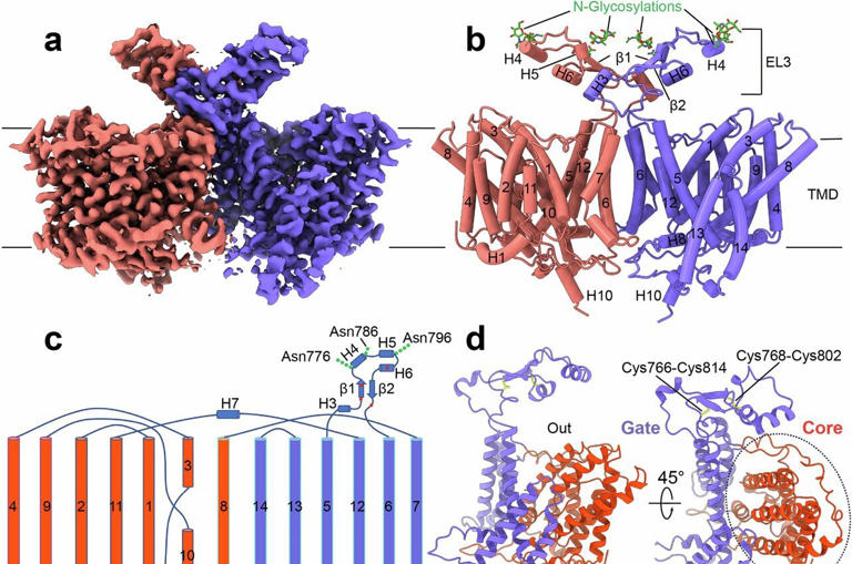Structure of protein reveals how breast cancer cells survive in hostile ...