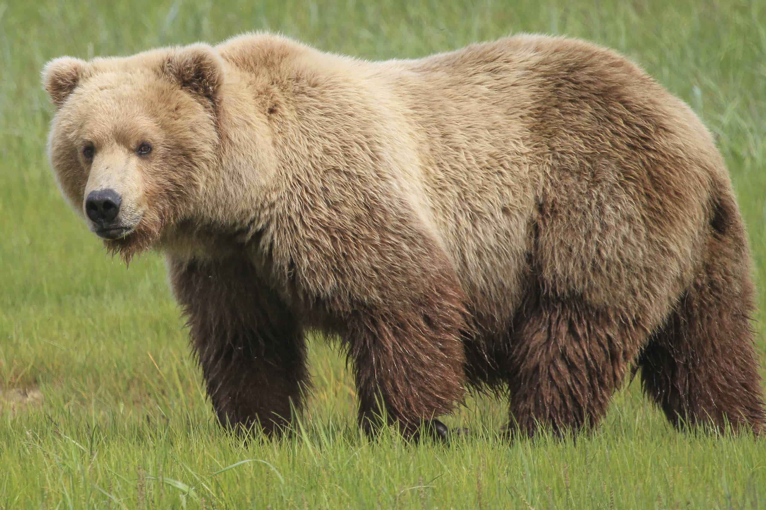 This bear lived for over half a century