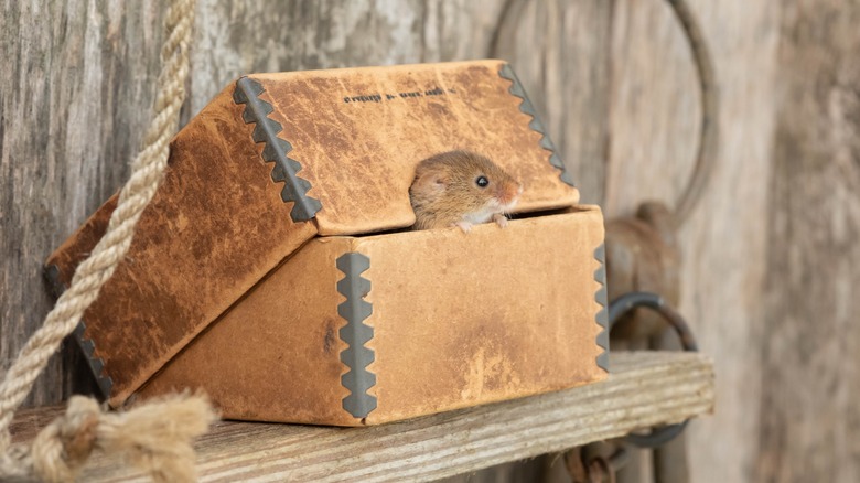 Are mice taking over your shed? Here's how you can get rid of them