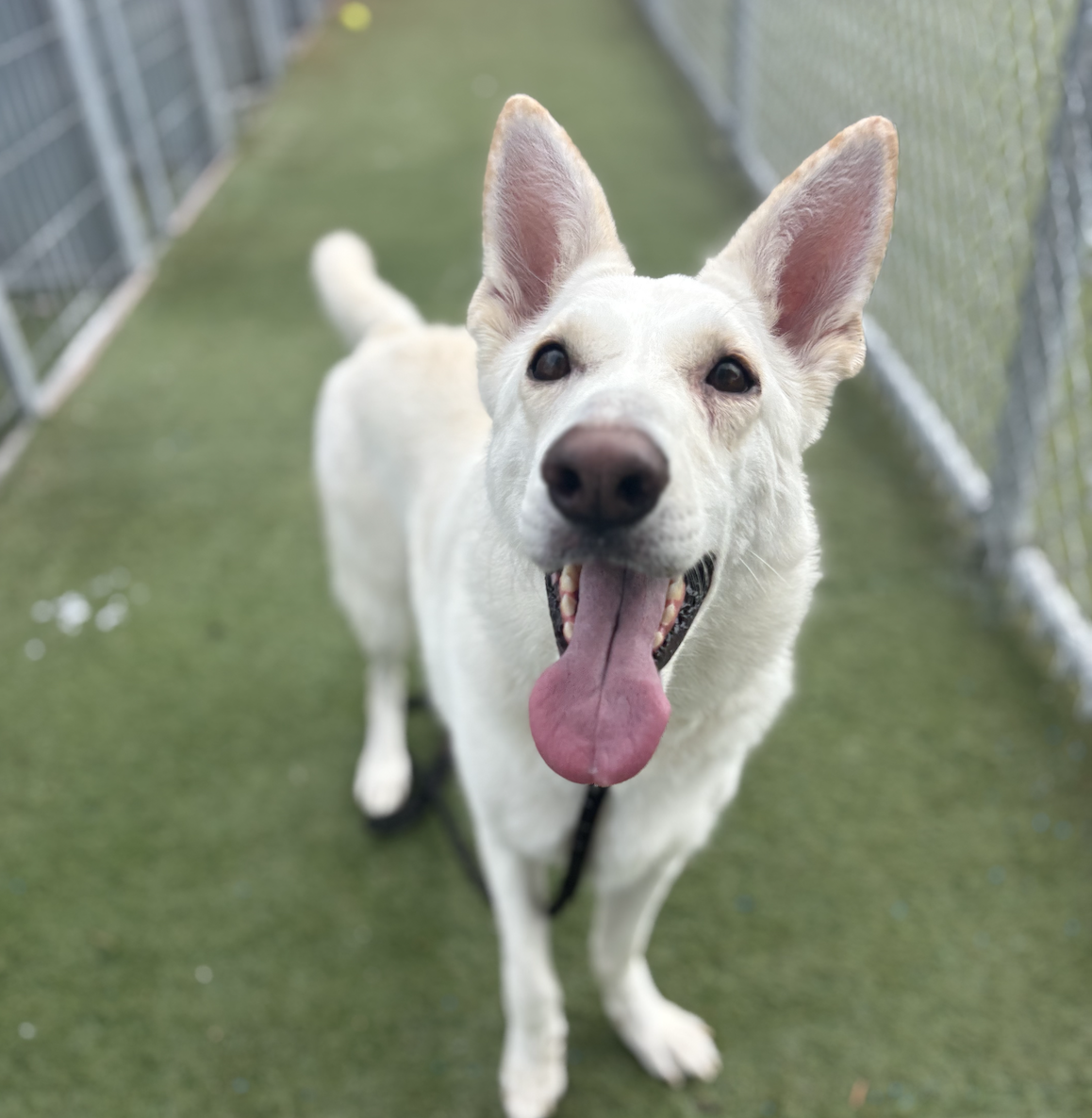 Forever Friday: Athena, a gentle four-year-old, needs stability and care
