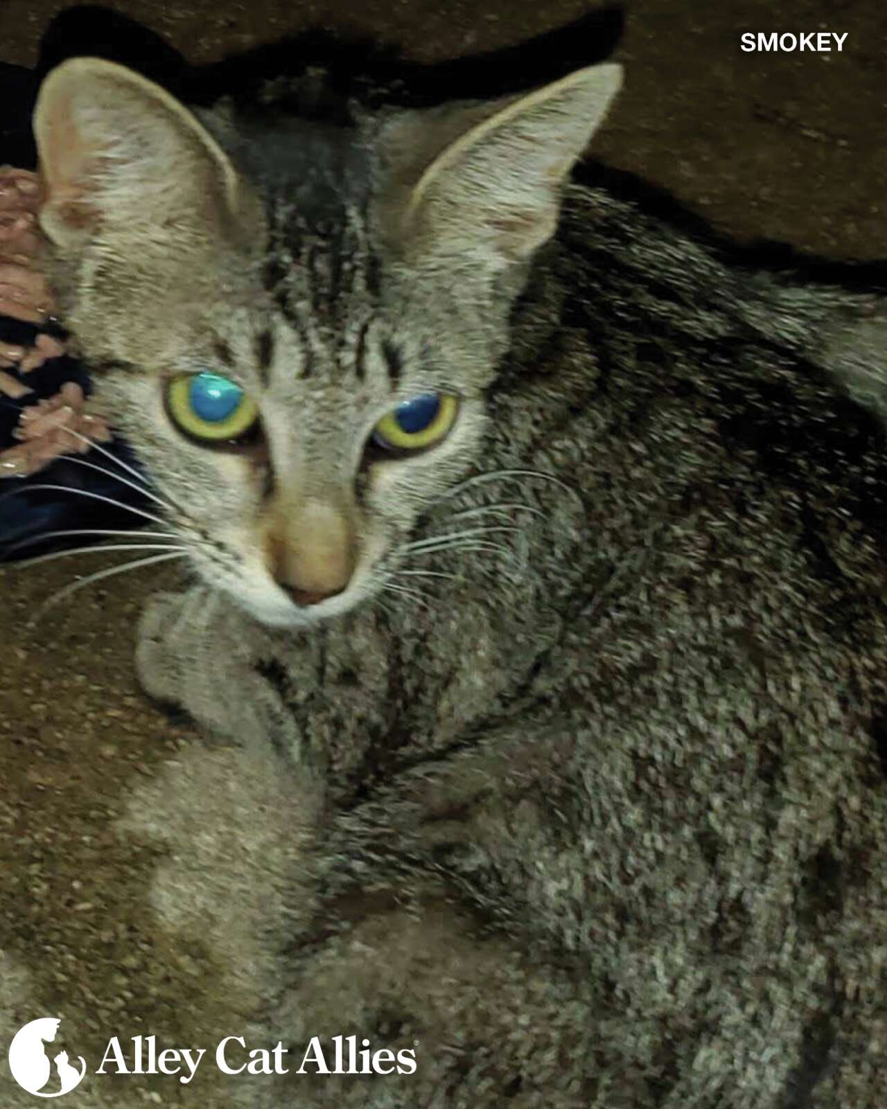 $10K reward offered to bring Smokey the cat's blow-dart assailant to ...