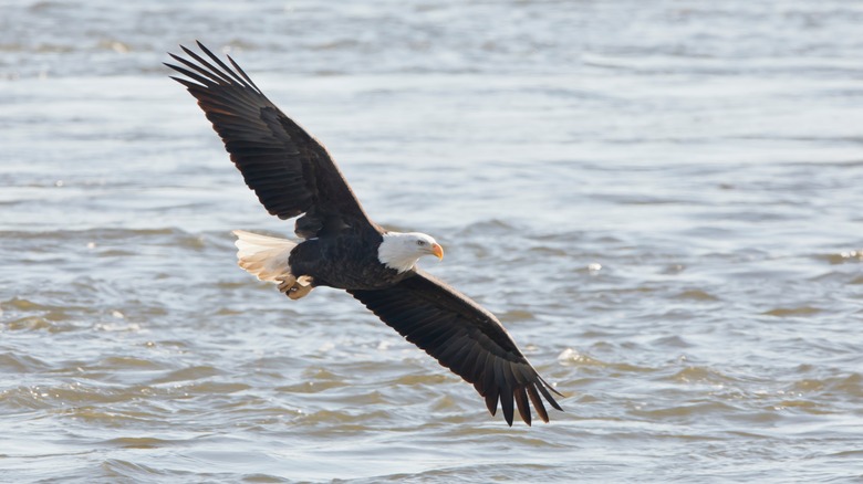 The best places to go if you want to see a bald eagle