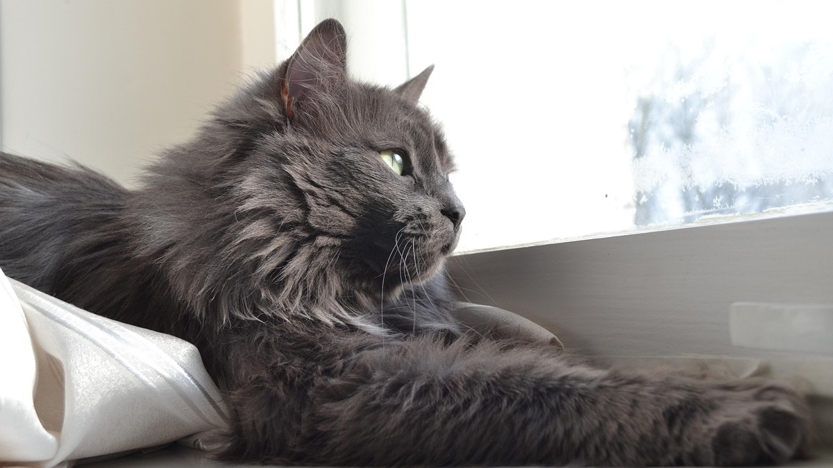 What your cat does to say goodbye when it knows it's going to die ...