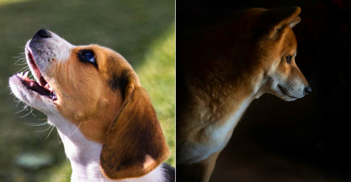 10 dogs that bark at everything and 6 that keep quiet until it matters