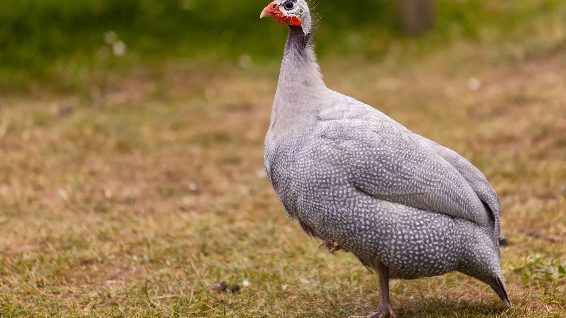 7 low-maintenance animals perfect for small yards