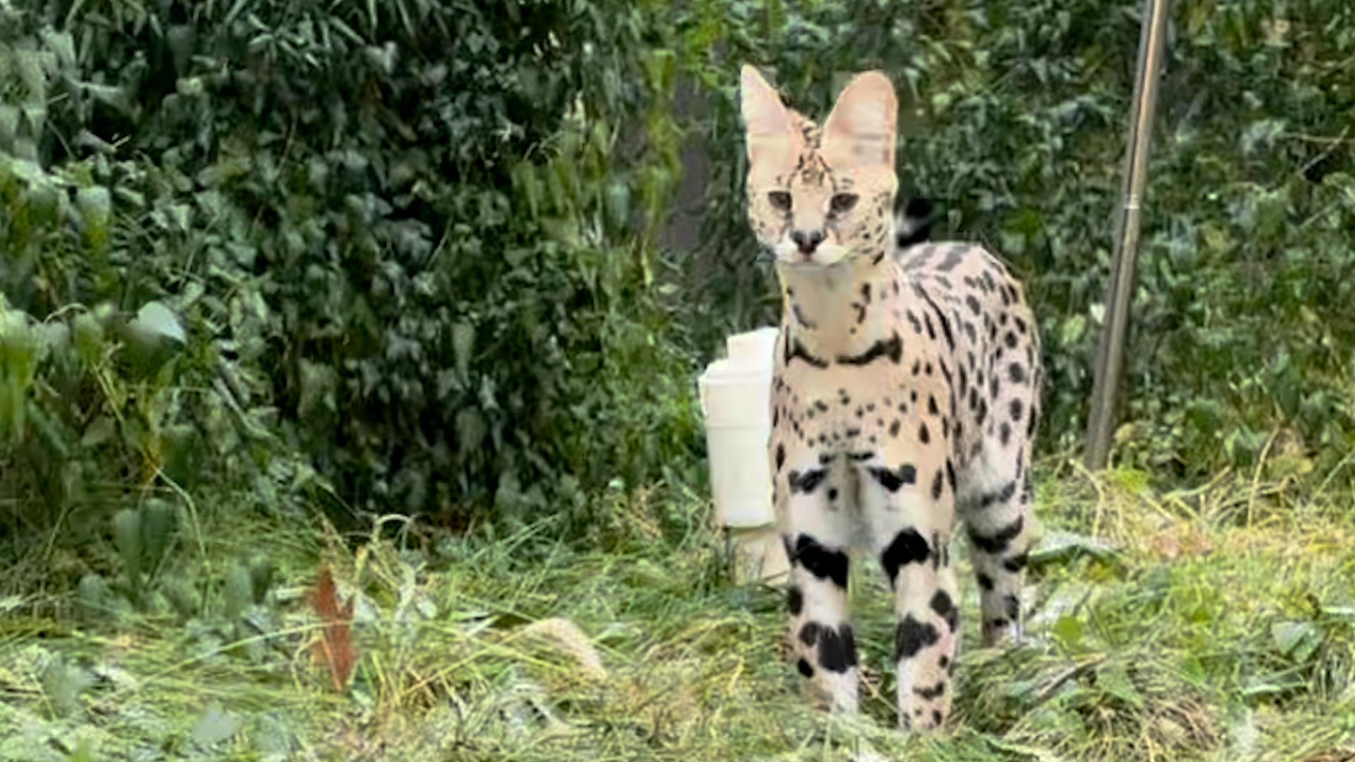 Wild cats found on the loose in upscale Baltimore neighborhood