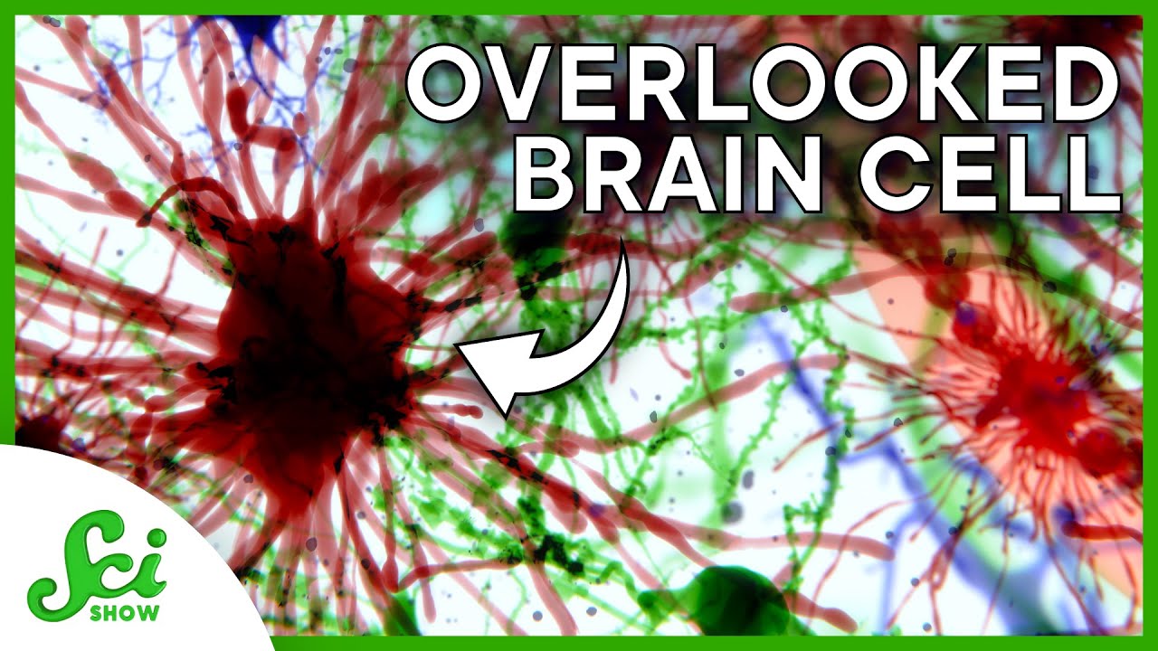 Why we’ve been ignoring these brain cells | Great minds: Ben Barres